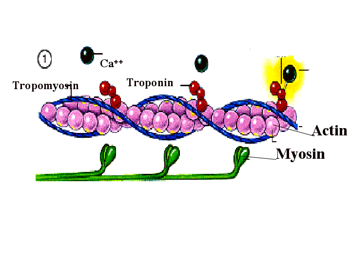 A-Level AQA Biology Notes - Responses to Changes in Environment ...
