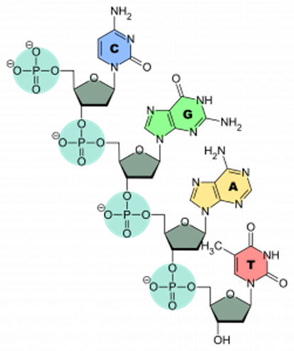 A-Level OCR Biology Notes - Foundations in Biology - Nucleotides and ...