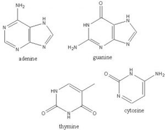 A-Level OCR Biology Notes - Foundations in Biology - Nucleotides and ...
