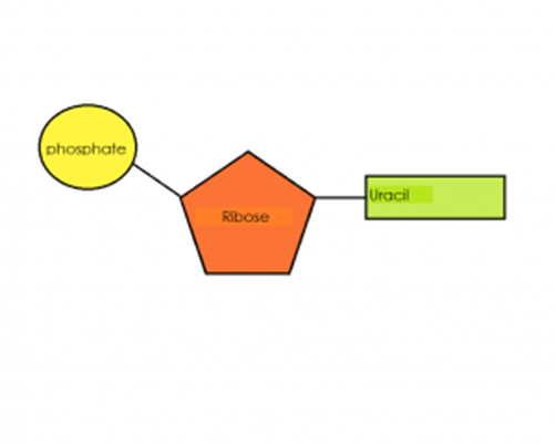 A-Level OCR Biology Notes - Foundations in Biology - Nucleotides and ...
